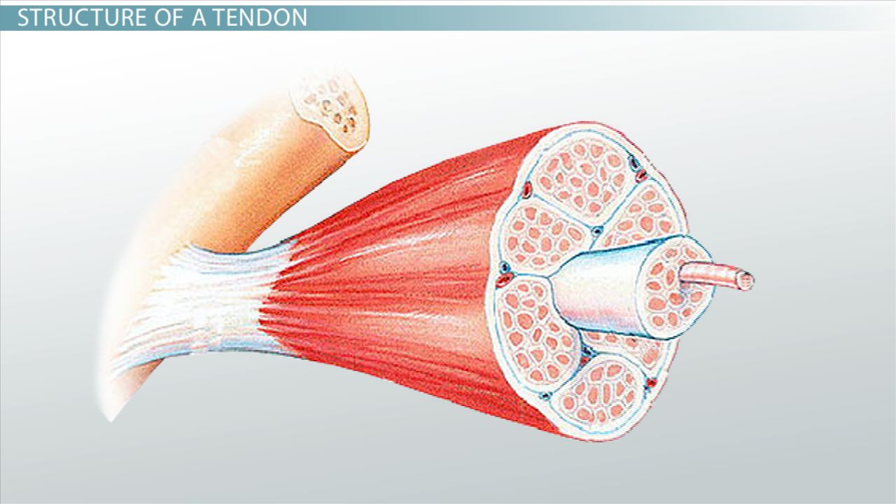 Bone Tendons Anatomy