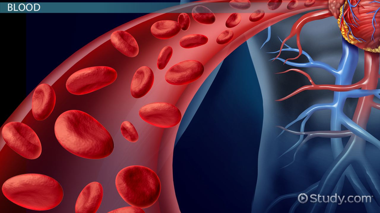 Composition Of Blood Components Function Percentage Lesson
