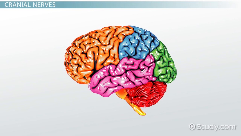 What Is The Medulla Definition Function Location Video Lesson What Is The Medulla Definition Function Location Video Lesson