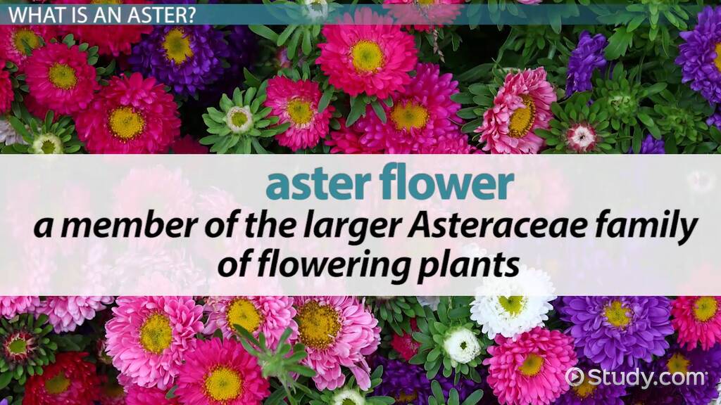 Aster Flower | Definition & Types - Lesson | Study.com