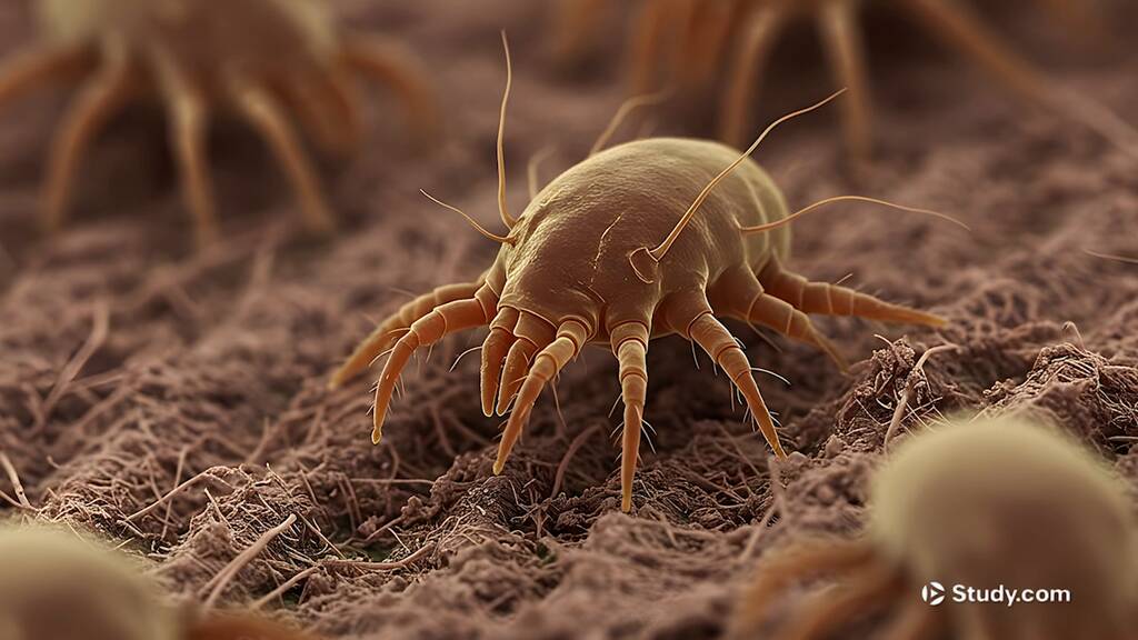 Dust Mites | Size, Facts & Life Cycle - Video | Study.com