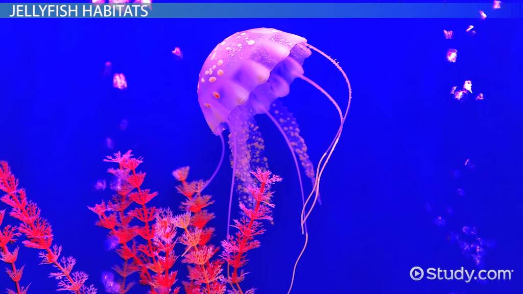 Jellyfish Habitat Facts: Lesson for Kids - Video | Study.com
