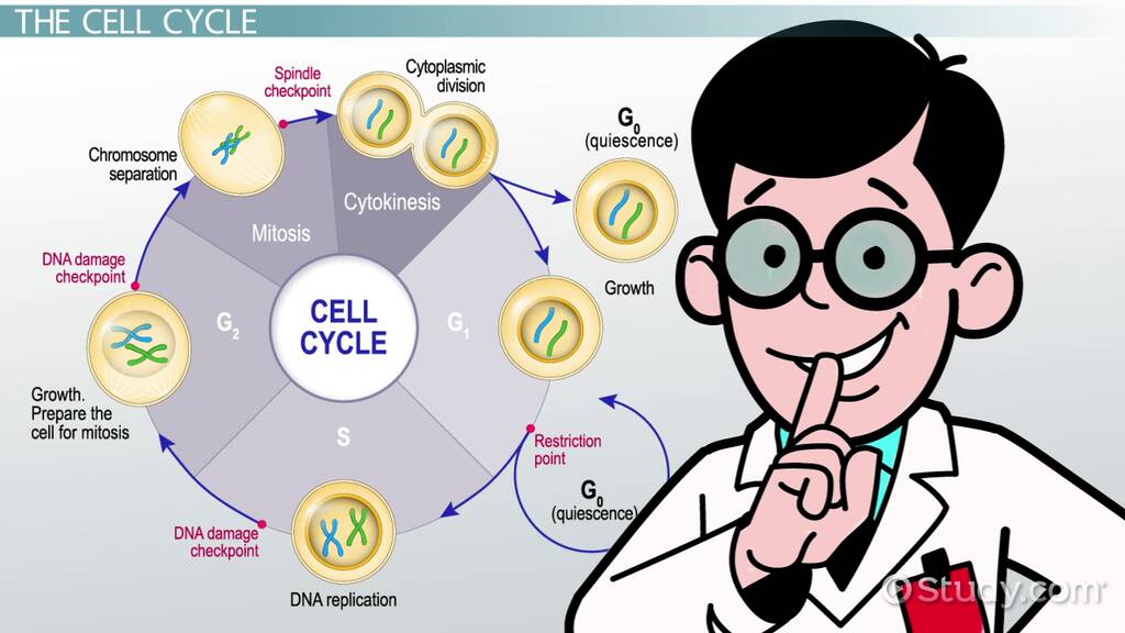 G0 Phase Of The Cell Cycle Overview Importance Lesson Study G0 Phase Of The Cell Cycle Overview Importance Lesson Study
