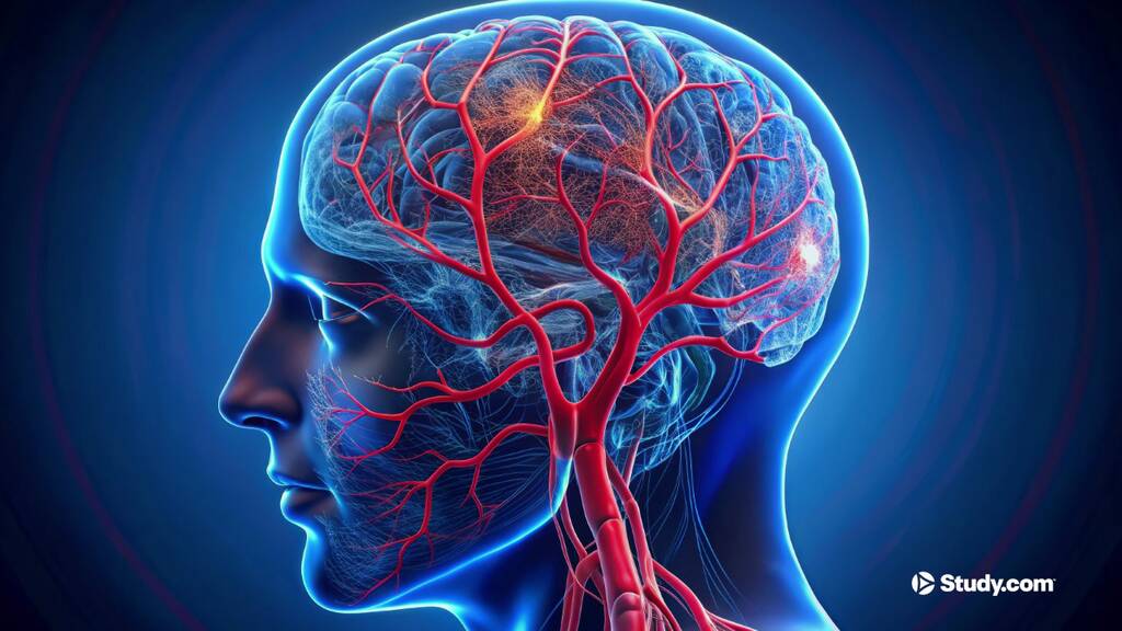 Petechial Hemorrhage | Definition, Overview & Causes - Video | Study.com