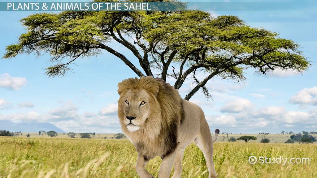 Sahel Definition