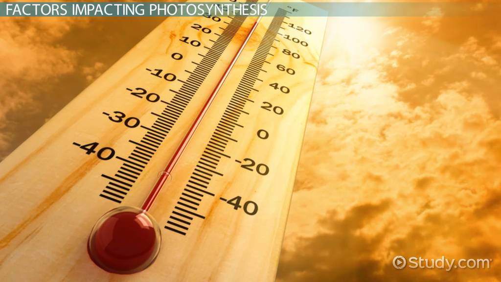 Factors Affecting Photosynthesis | Overview, Equation & Examples ...